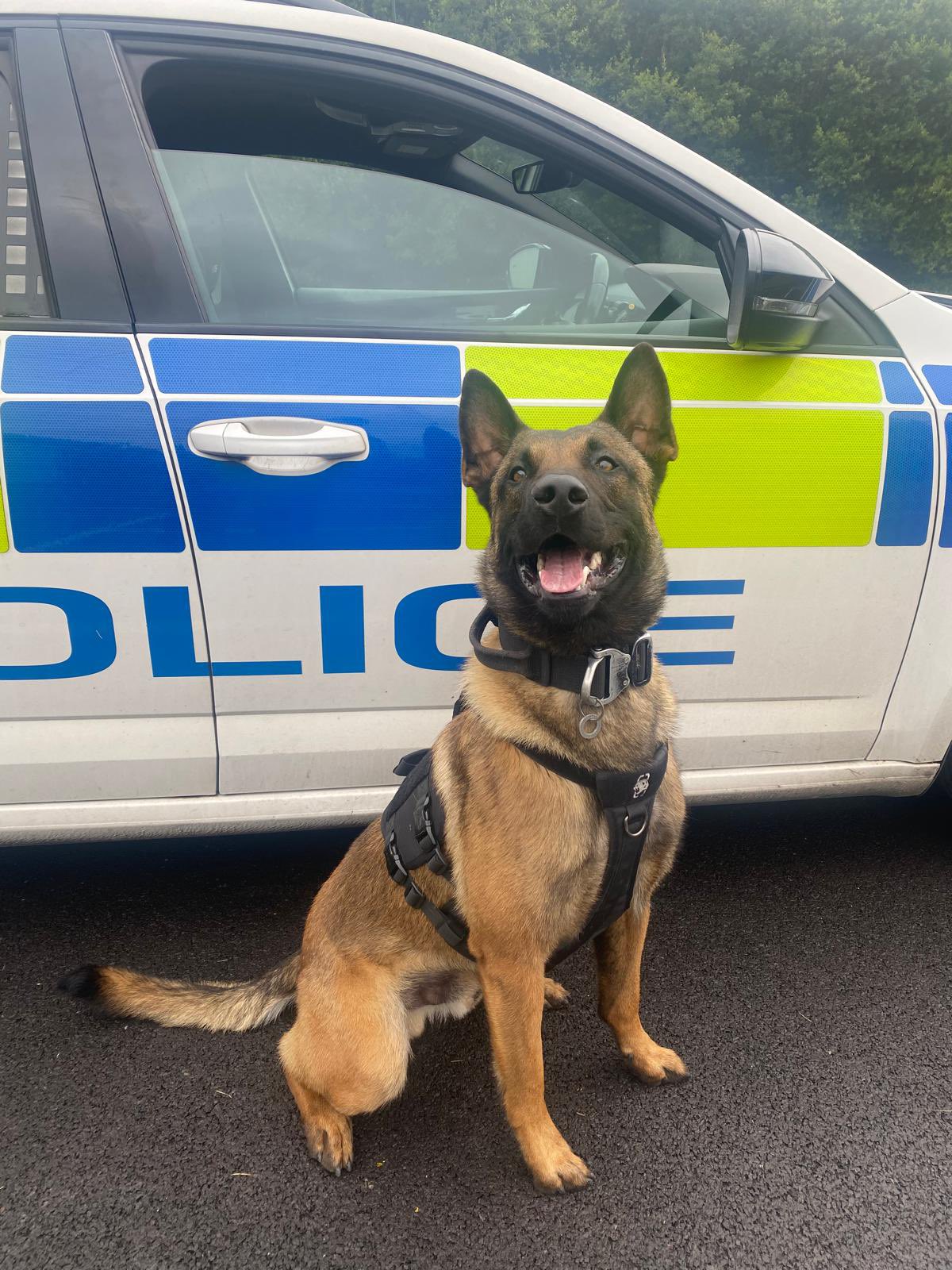 Remembering K-9 Boris: The Brave, Loyal Hero Who Gave His All – New and ...
