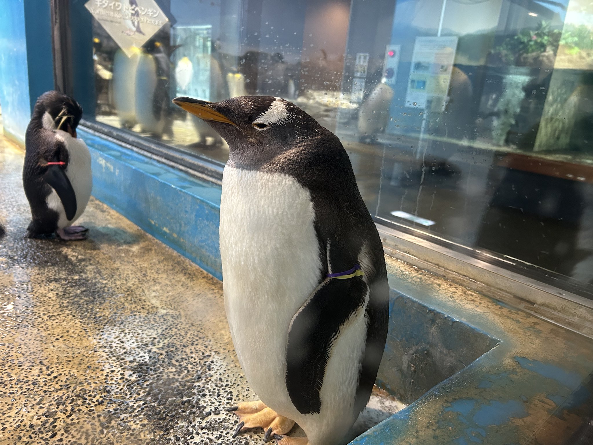 14B4323 エポックN ペンギン & 吊っ 水族館の人気者 ジェンツー 14B4323 エポックN ペンギン & 吊っ 水族館の人気者 ジェンツー