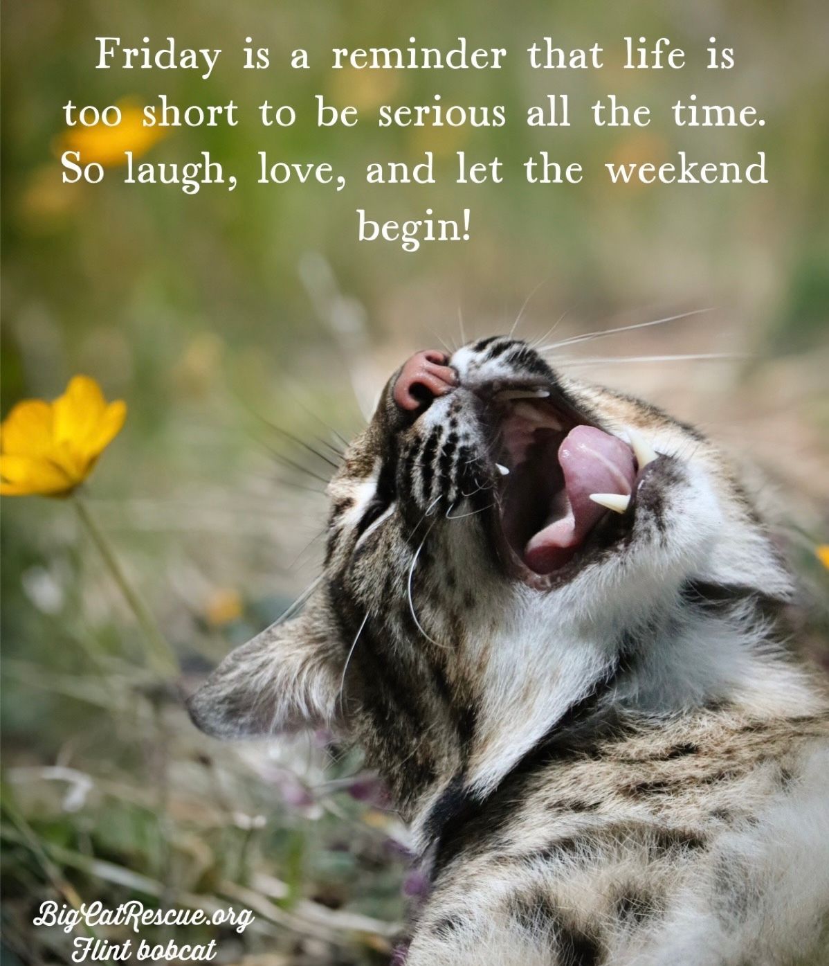 Happy Friday Cat Quotes 90+ Free Good Morning With Cat Images For Girl