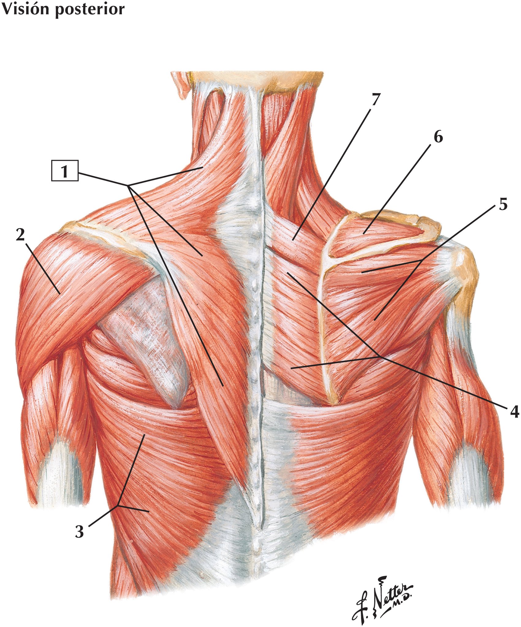 Anatomía Del Trapecio Anatomía Completa Músculo TRAPECIO