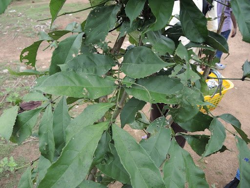 Mormodica charantia + Newbouldia laevis (twi: susumesa, Yoruba: ewe ...