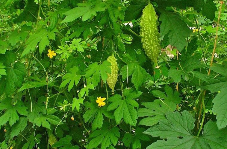 Mormodica charantia + Newbouldia laevis (twi: susumesa, Yoruba: ewe ...