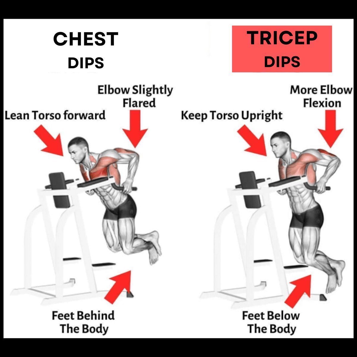 The best exercises for each muscle group (Save this for when you go to ...