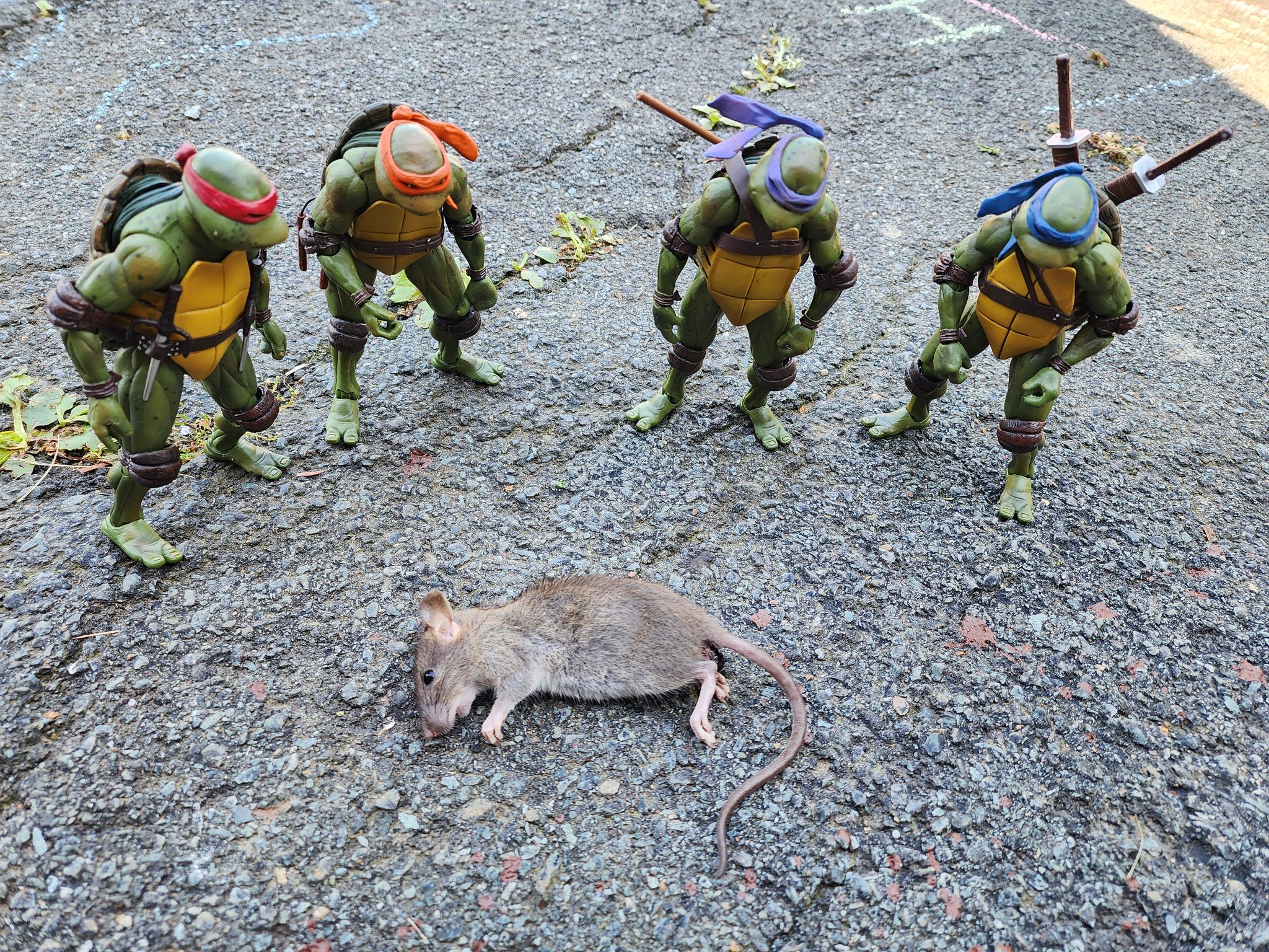 Pack Rat Memes It's World Rat Day And These Memes Will Totally Change