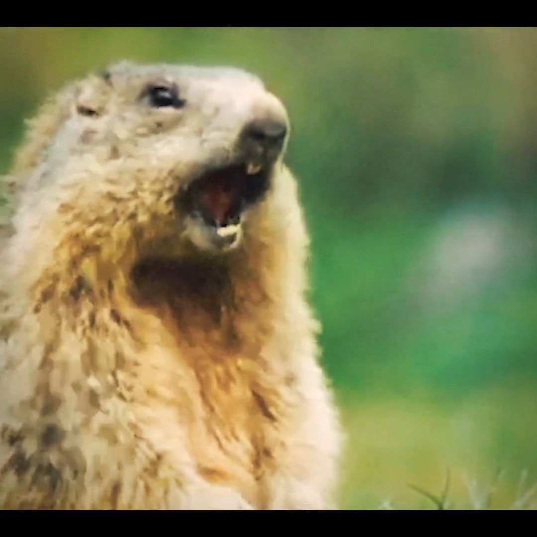 Gopher Yelling Alan STASI: Rose McGowan, Uma Thurman Among Hollywood