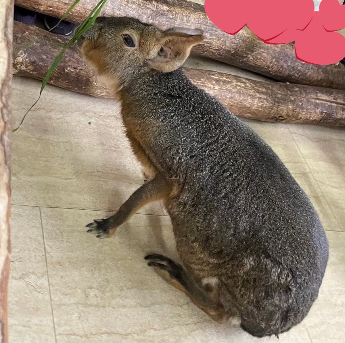 月下明希(ﾂｷｼﾀ ｱｷ)(@pb_aki) - Twilog (ツイログ)