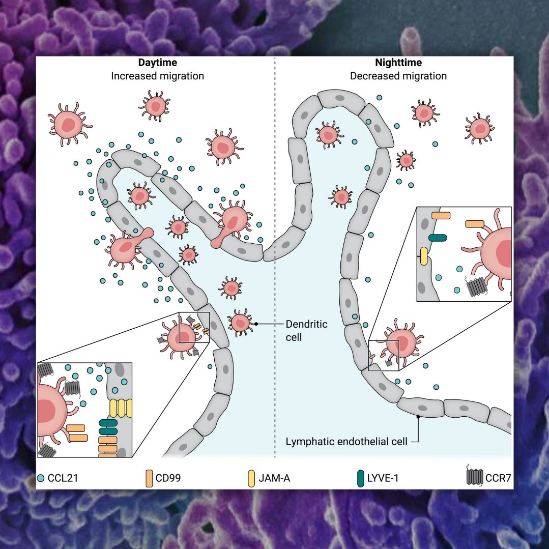 Unsurprisingly, circadian biology controls the immune system Timing of ...