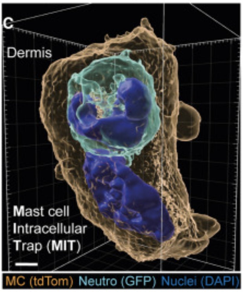 Thread by @BrainInflCollab on Thread Reader App – Thread Reader App