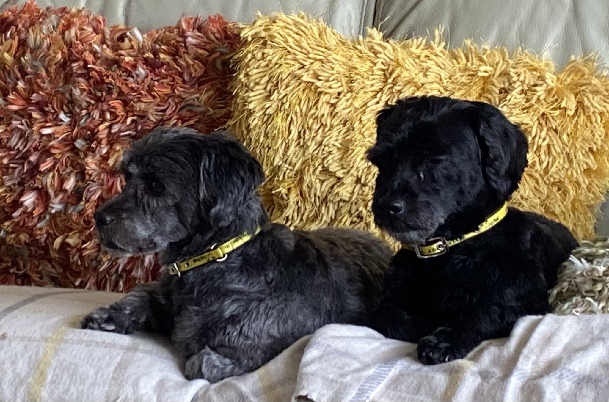 Coco Pinny Coco Penny Compassion (Official Music Video) YouTube