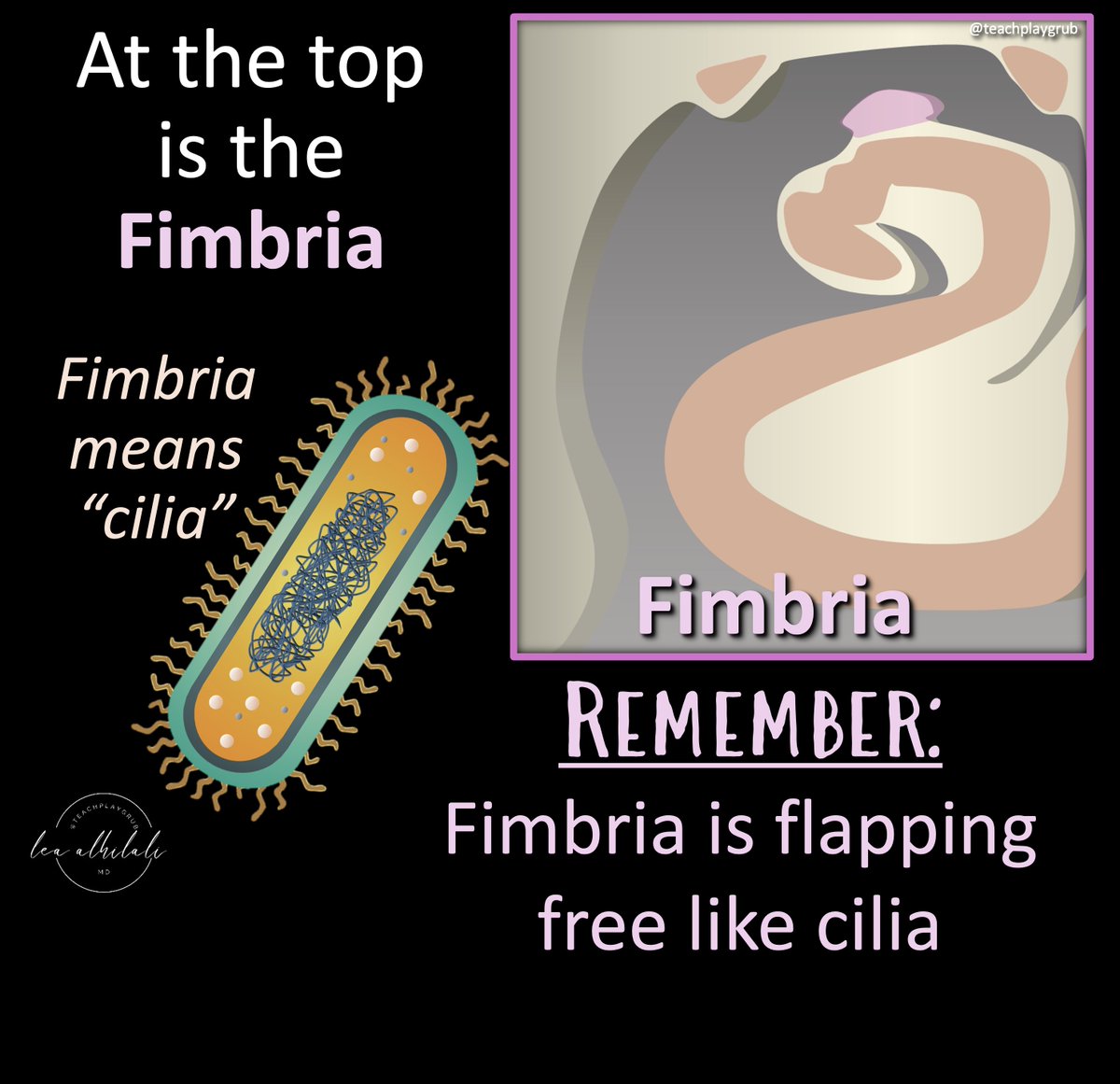 1/Is your understanding of medial temporal anatomy, well, temporary? If ...