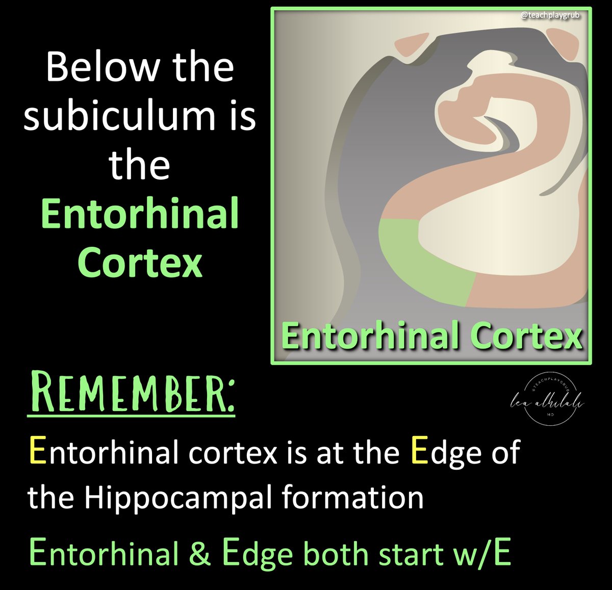 1/Is your understanding of medial temporal anatomy, well, temporary? If ...