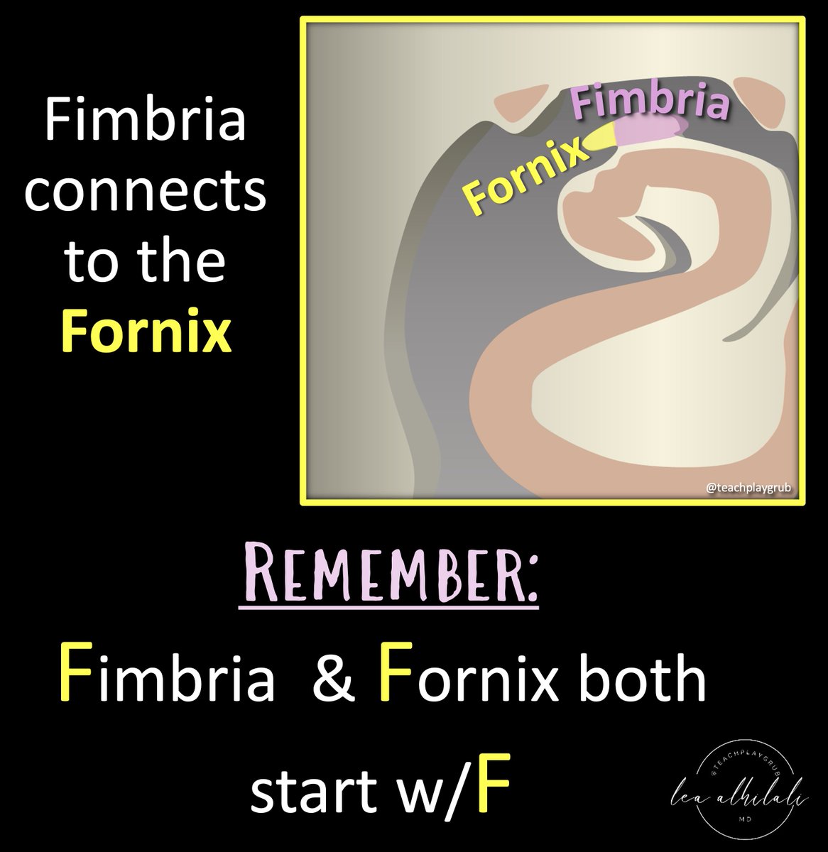1/Is your understanding of medial temporal anatomy, well, temporary? If ...