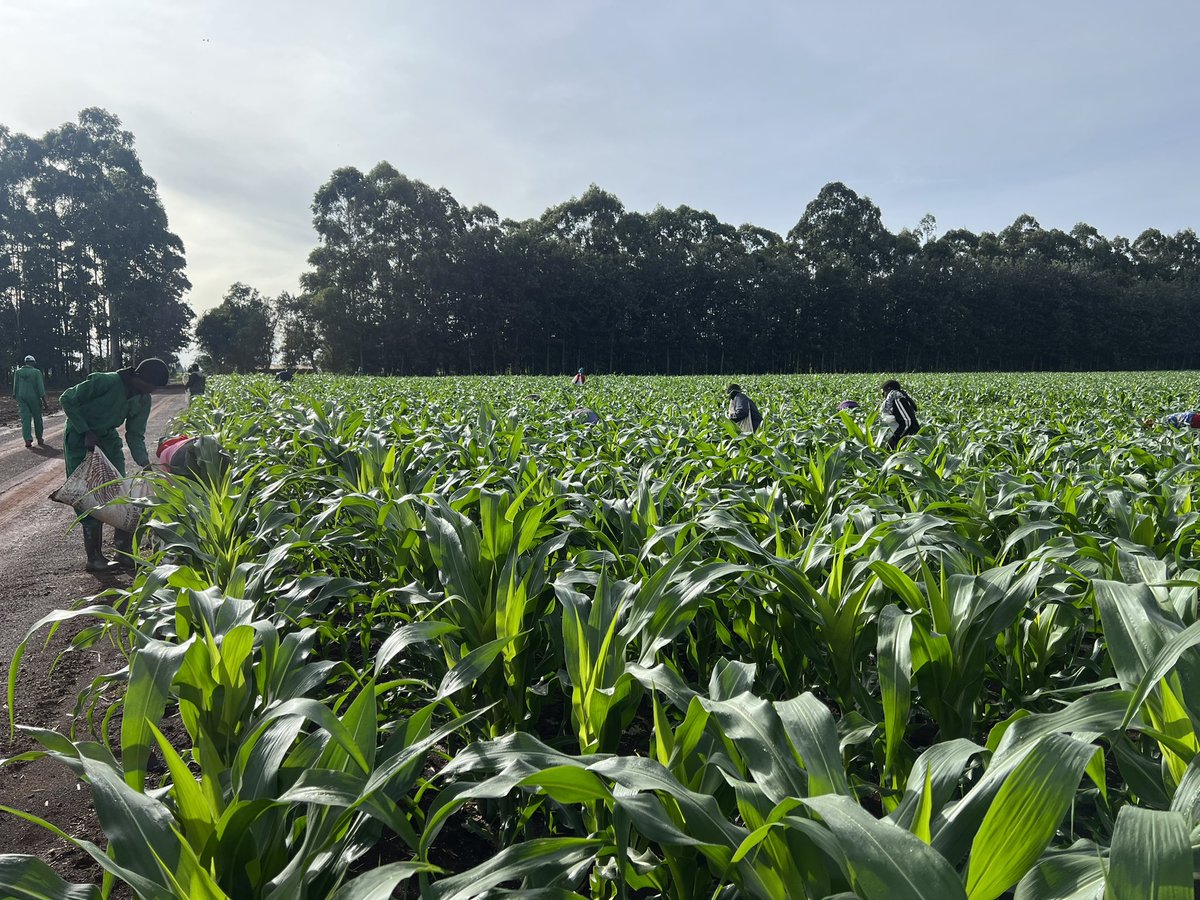 Thread by @Bossyator on Thread Reader App – Thread Reader App