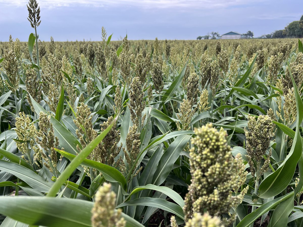 Thread by @Bossyator on Thread Reader App – Thread Reader App