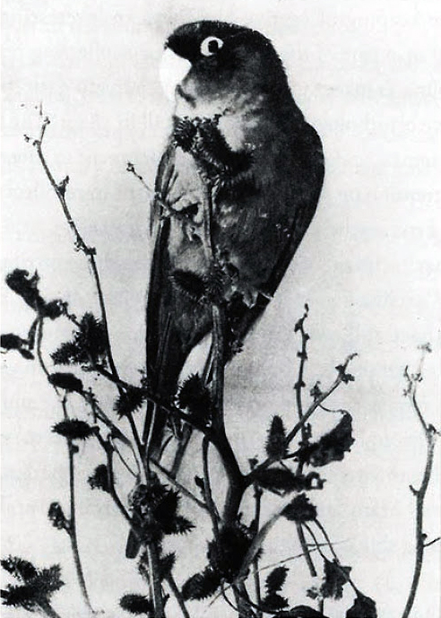 A thread of rare media of animals that are now extinct 1. Footage from ...