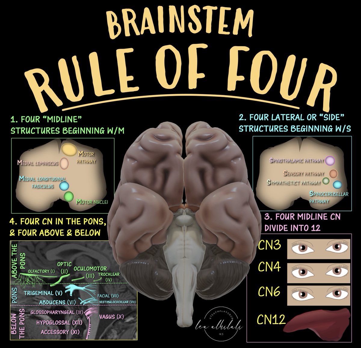 1 Do Questions About Brainstem Anatomy Cause You To Suddenly Get A Case 1-do-questions-about-brainstem-anatomy-cause-you-to-suddenly-get-a-case