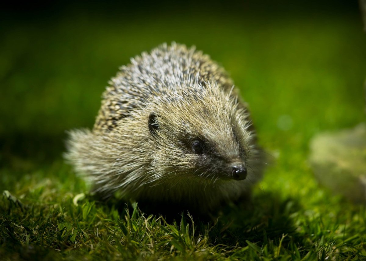Hedgehog Heroes - Penn Golf Club - The British Hedgehog Preservation ...