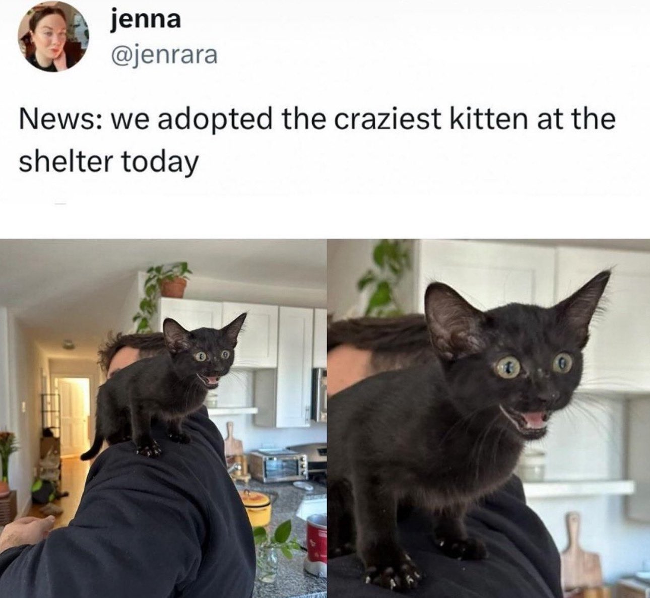 Demon Cat Memes Demon Cat Imgflip