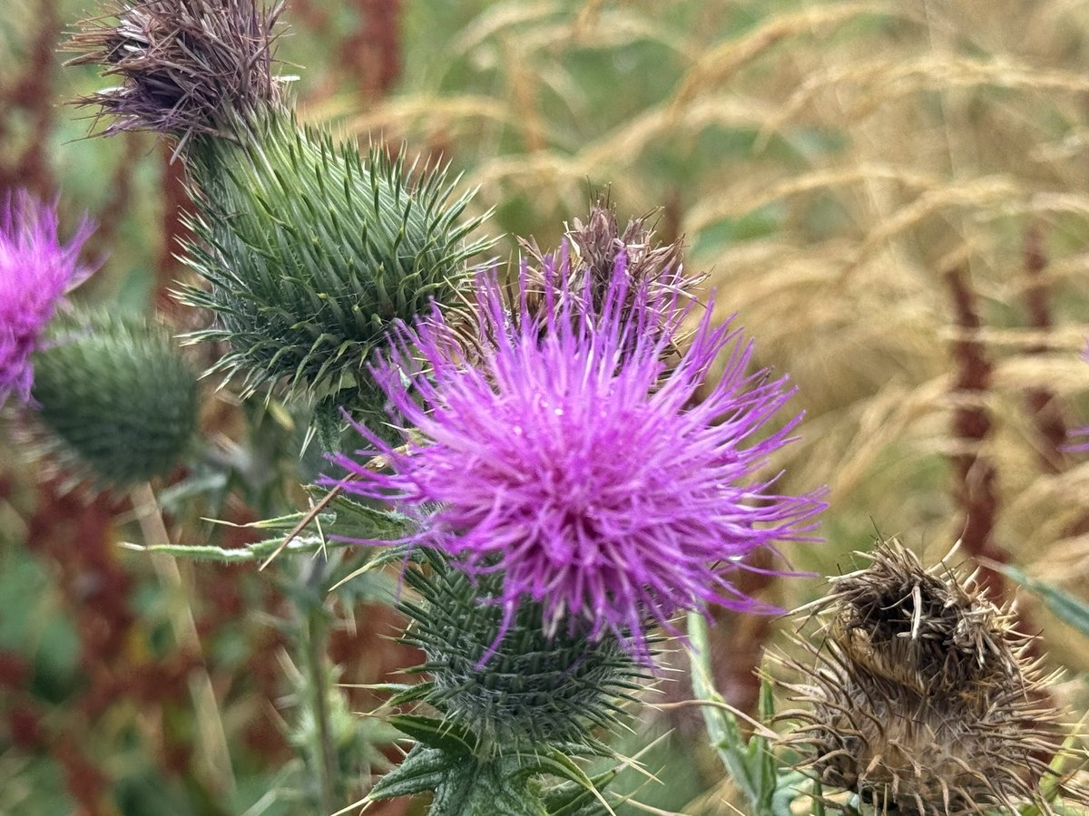 シーボ(@seabo) - Twilog (ツイログ)