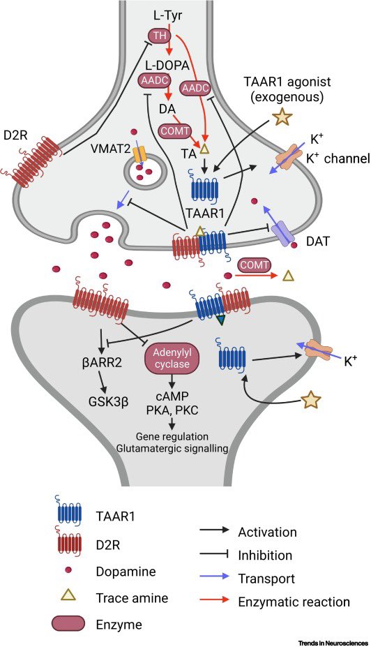 Cuando Gordon Alles, se inyectó a si mismo una dosis de anfetamina hace ...