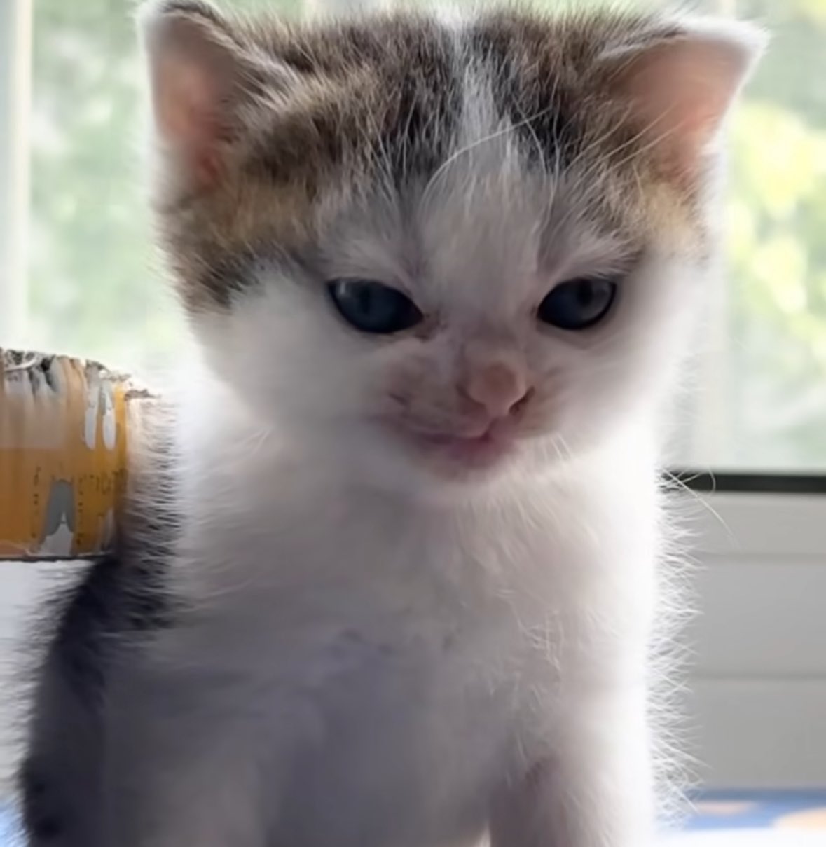 Evil Chinese Kid Memes