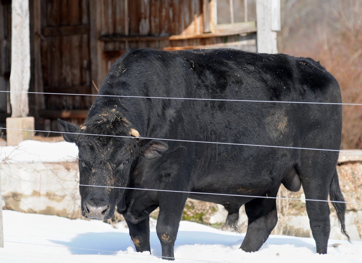 Thread of Disturbing Incidents of Pets Brutally Attacking Their Owners ...