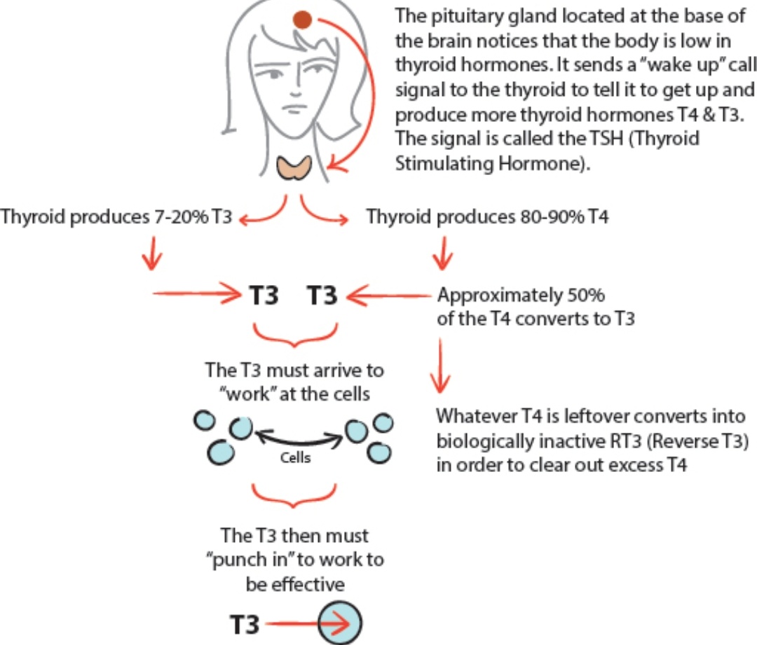 𝗛𝘆𝗽𝗼𝘁𝗵𝘆𝗿𝗼𝗶𝗱𝗶𝘀𝗺 Thyroid gland is the one of the most important organs in the body. It is crucial ...