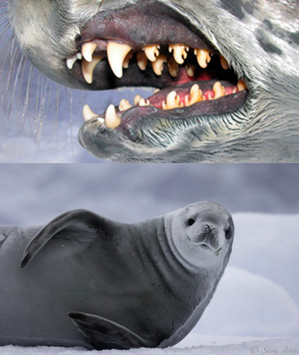Dientes De Foca Cangrejera