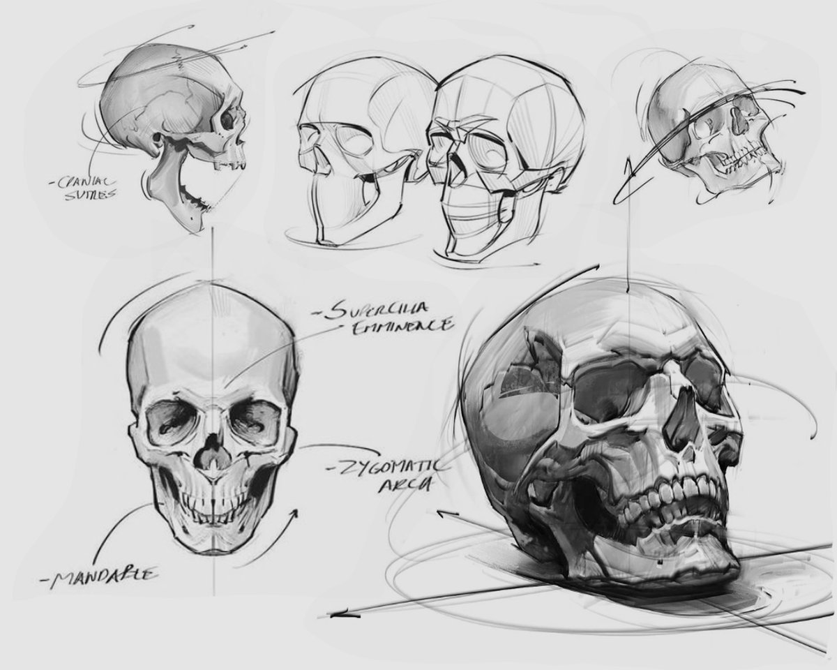 Skulls! #skulls #figuredrawing #gesture #bones #skeleton #cranium # ...