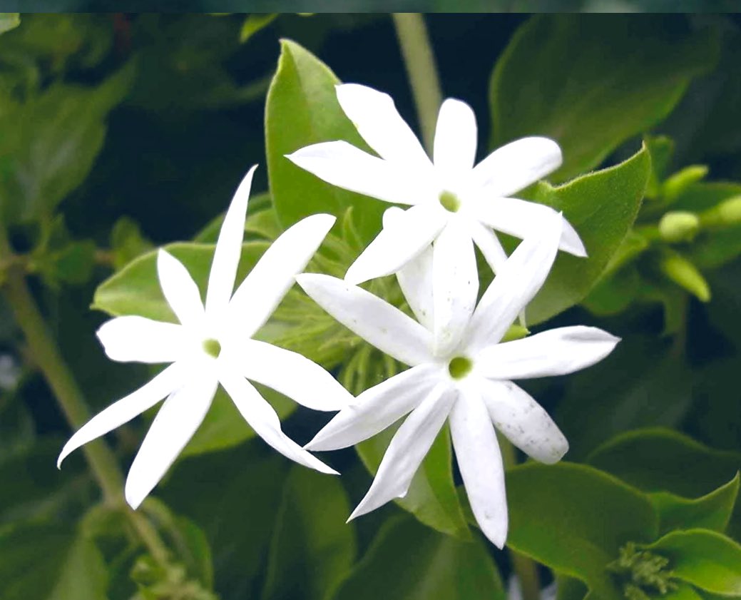 Thread by @veda_padma on Thread Reader App – Thread Reader App