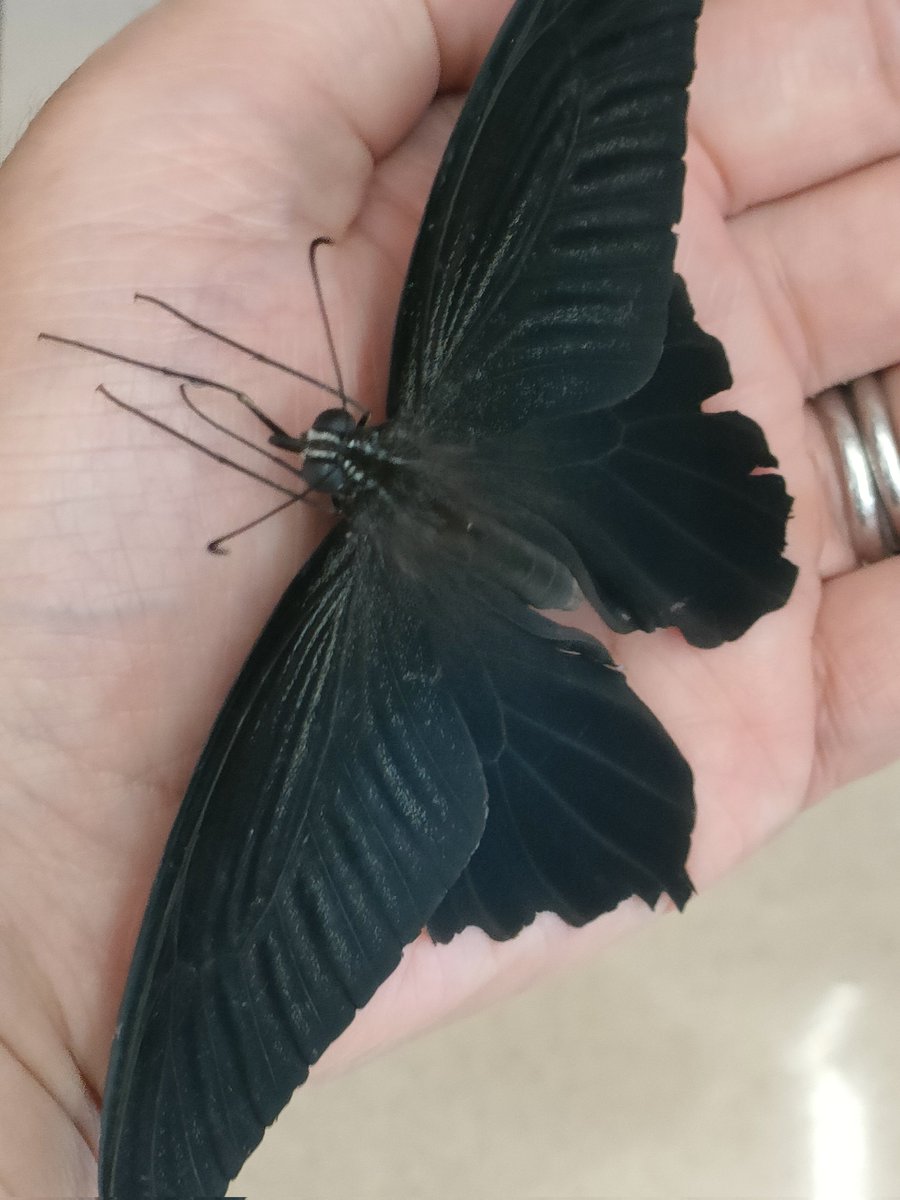 BOPPO(@Boppo2011) - Twilog (ツイログ)