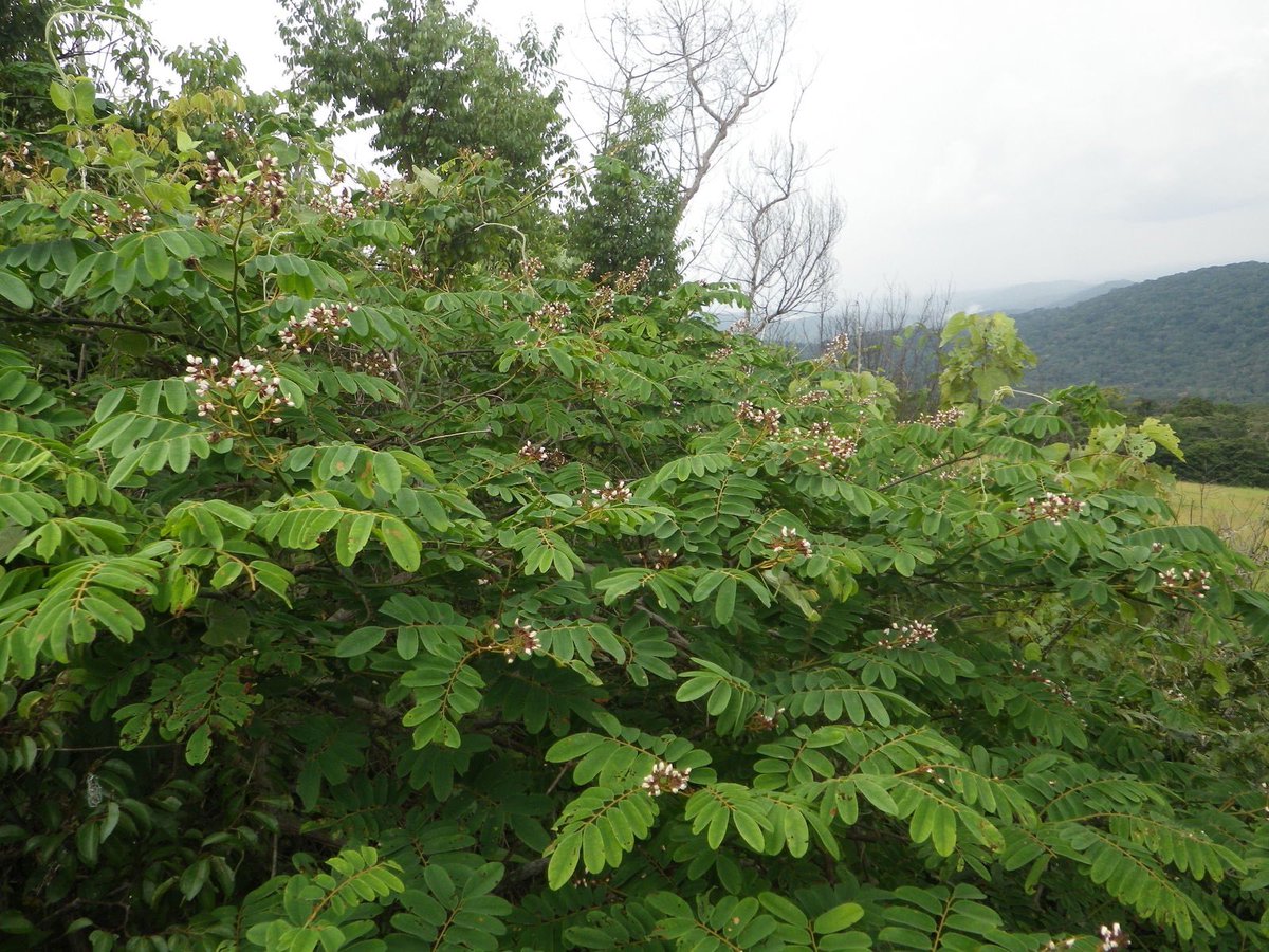 Dalbergia saxatilis (ahomakyem in twi) is one of the most Powerful ...