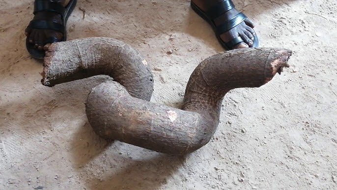 Dalbergia saxatilis (ahomakyem in twi) is one of the most Powerful ...