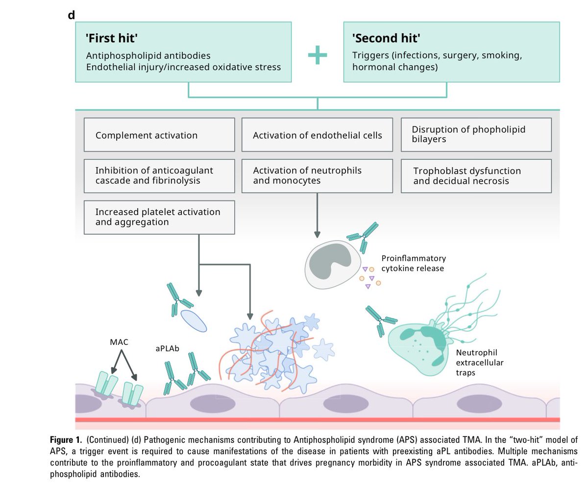 Summary of Thrombotic Microangiopathy in #Pregnancy: Current ...