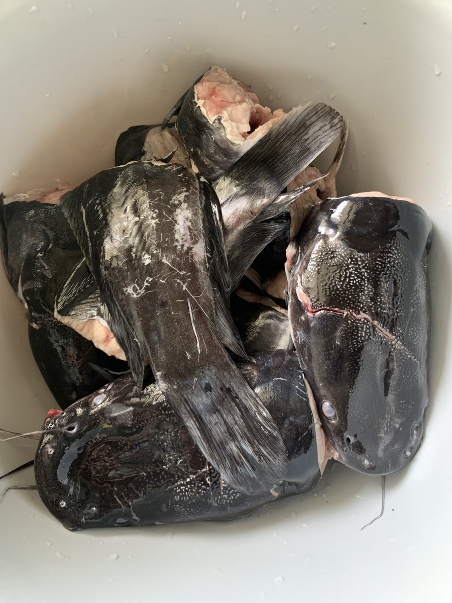 Cat fish lovers🤭👋 Let’s make catfish sauce. You may try this out, if ...