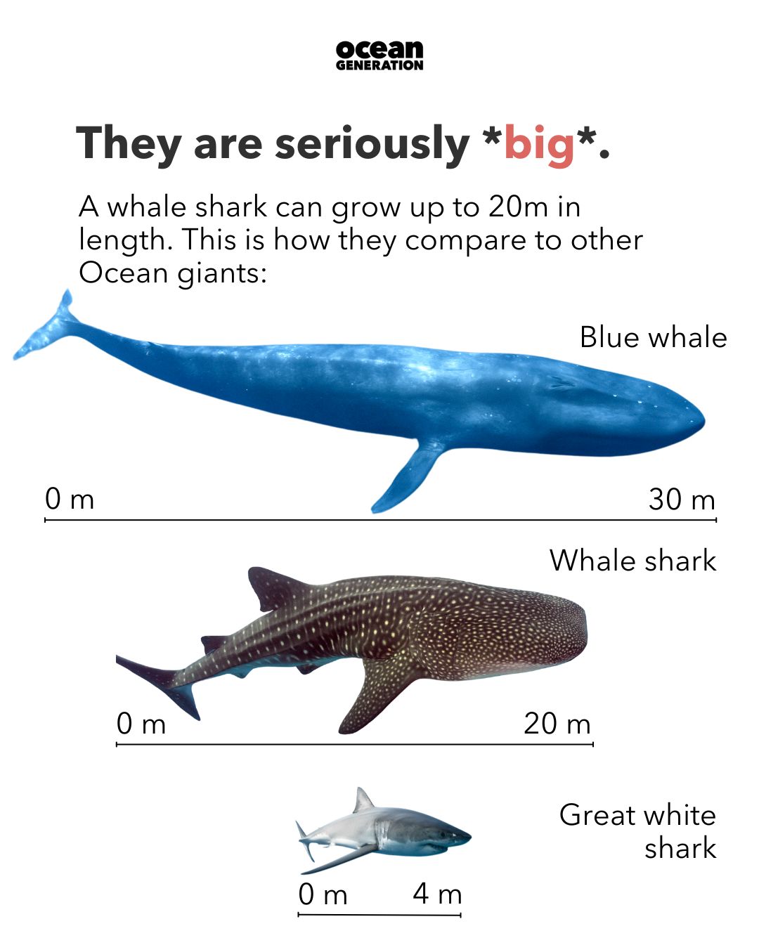 Whale Shark Size Vs Blue Whale The Whale Shark (Rhincodon Typus) Is