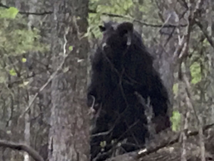 THE HISTORY OF THE CHIMERA PT 1 (Update 9/8/24) This recalling of the ...