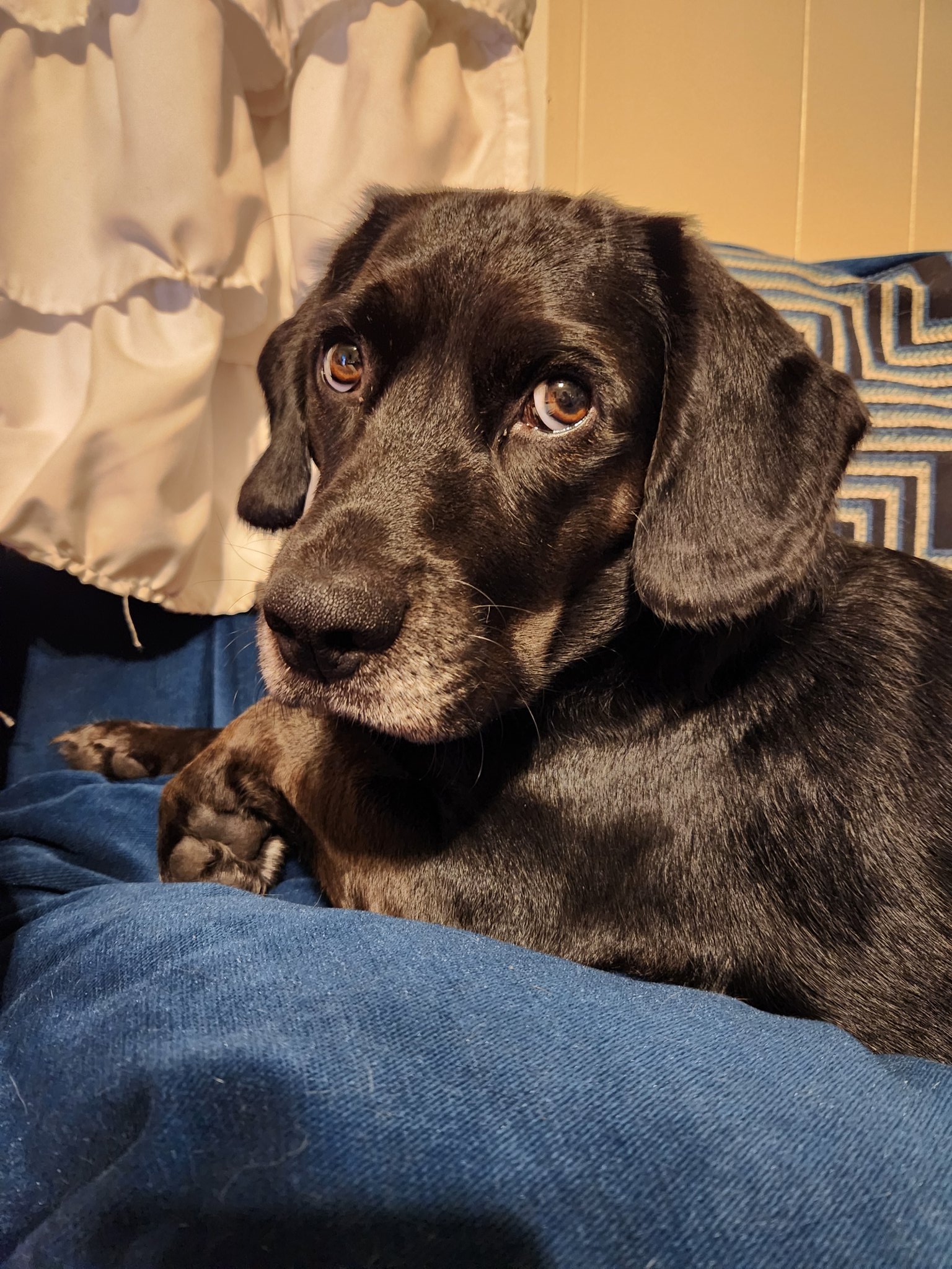 Boykin Spaniel Lab Mix Home