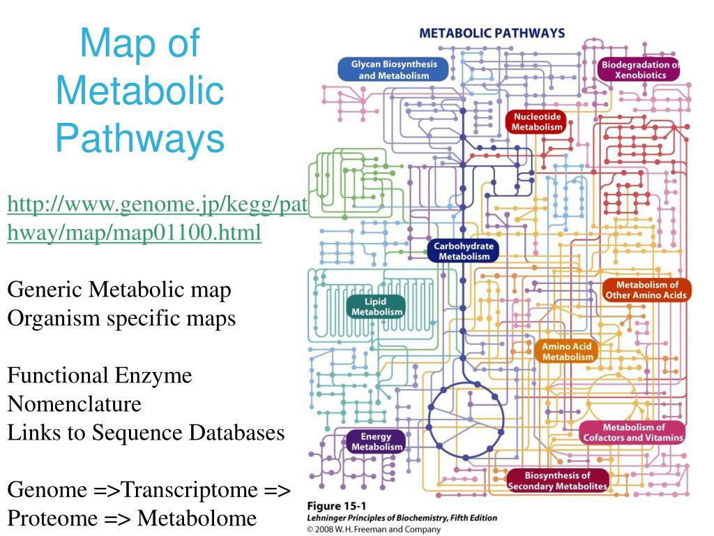 What matters more for the prevention of cancer (especially melanoma and ...