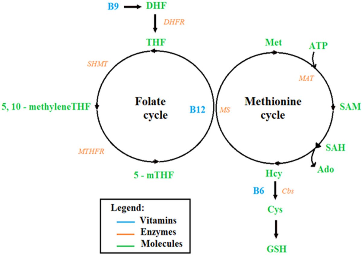 🩸 B9 and B12 Causing Macrocytosis 🩸 Whenever we see a macrocytic or ...