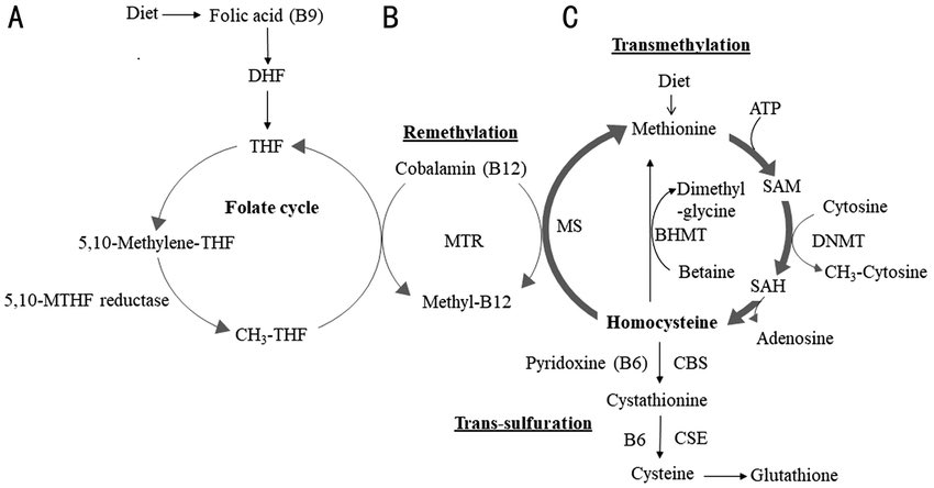 🩸 B9 and B12 Causing Macrocytosis 🩸 Whenever we see a macrocytic or ...