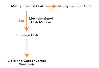 🩸 B9 and B12 Causing Macrocytosis 🩸 Whenever we see a macrocytic or ...