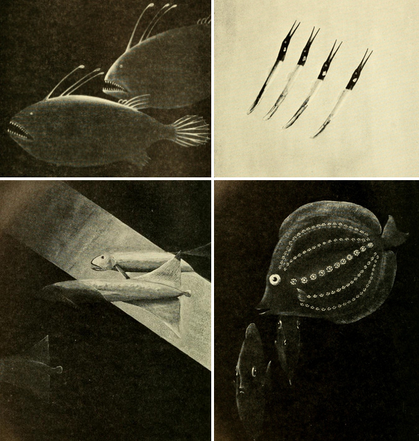 「My silurian redesign/reimagining where they're actual dinosa」🌾🌿🪿 Holly ...