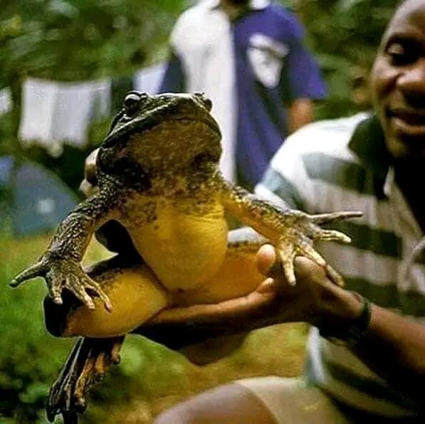 Biggest Frog In The World Biggest Tree Frog Of The World Hi Res Stock