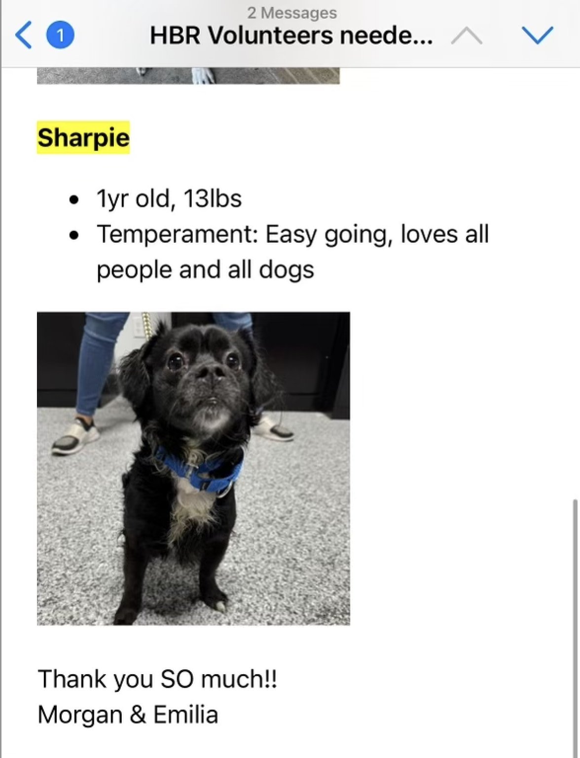 Lisp Animal Memes Set Of 12 Small Stretchy And Crunchy Dinosaurs