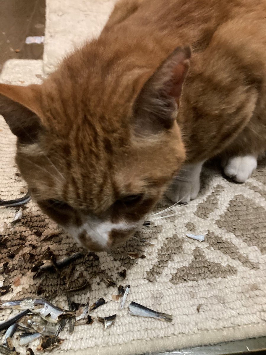 古籏一浩(@openspc) - Twilog (ツイログ)