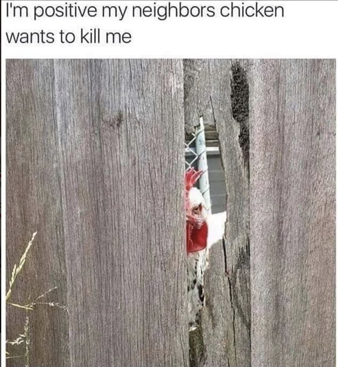 Fowl Play Memes Fowl Play Week Memes & GIFs Imgflip