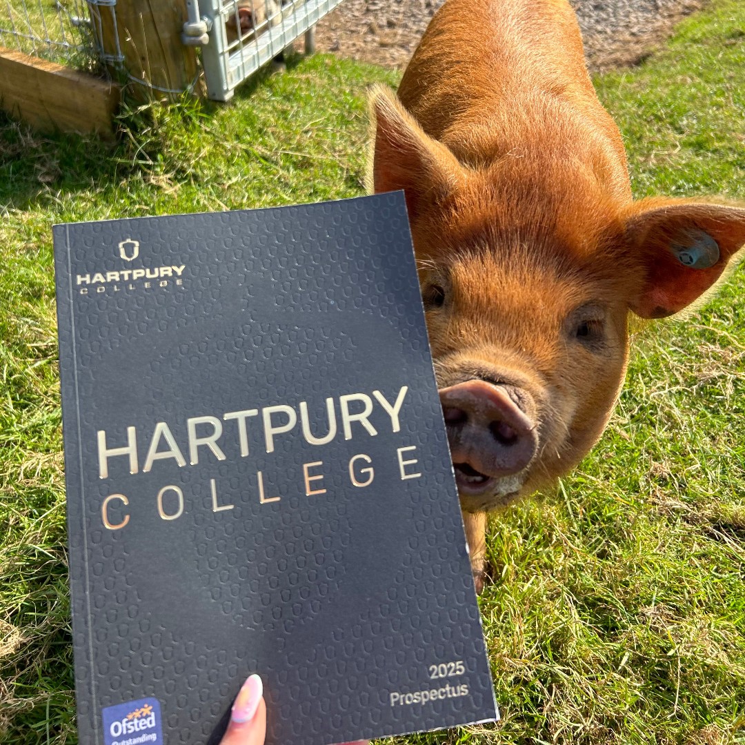 Baby Pig College