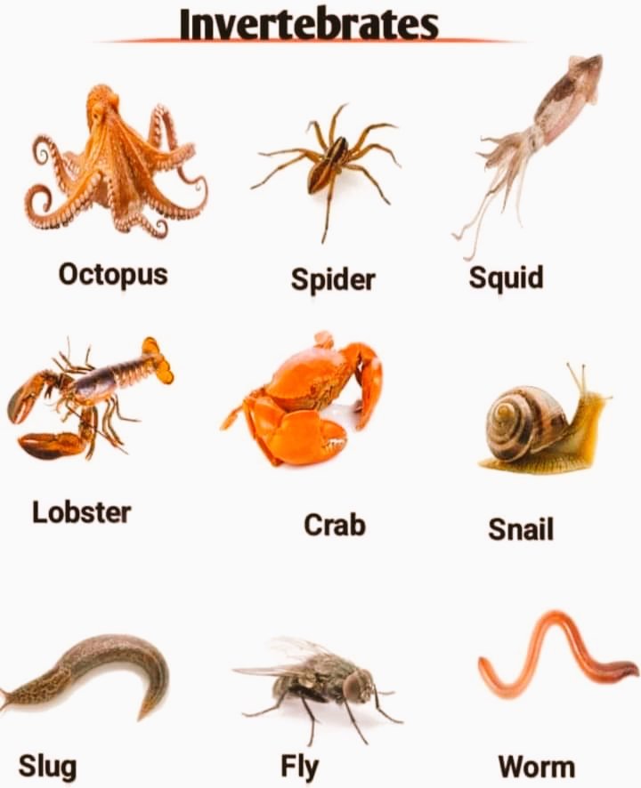 Invertebrates Animals Names Examples Of Vertebrate And Invertebrate