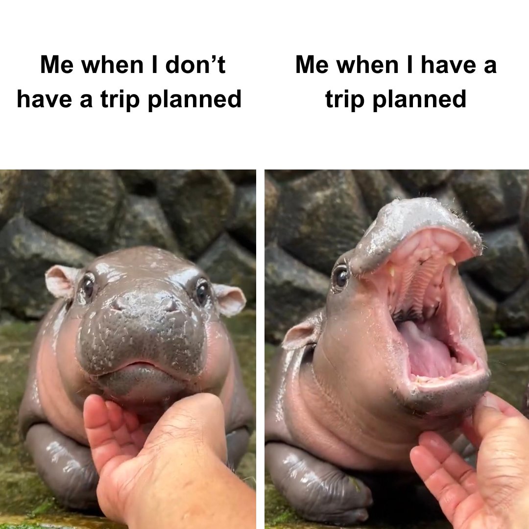 Suspicious Hippo Memes Looking Suspicious GIFs | Tenor